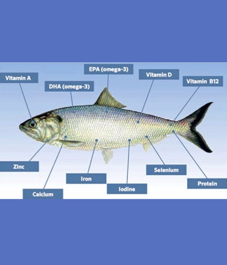 Research Projects – Fiorella Research Group